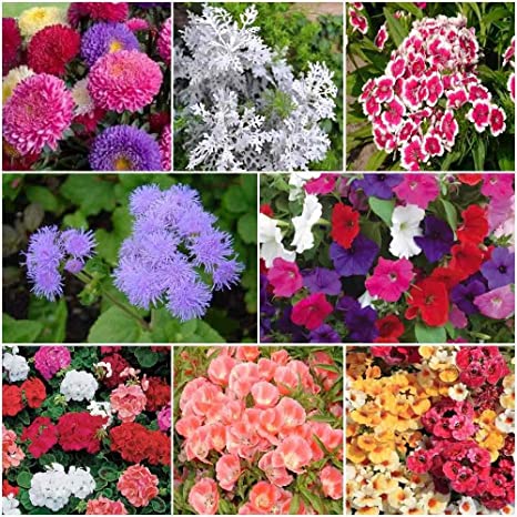 Flower Seeds – Sunantha Organic Farms