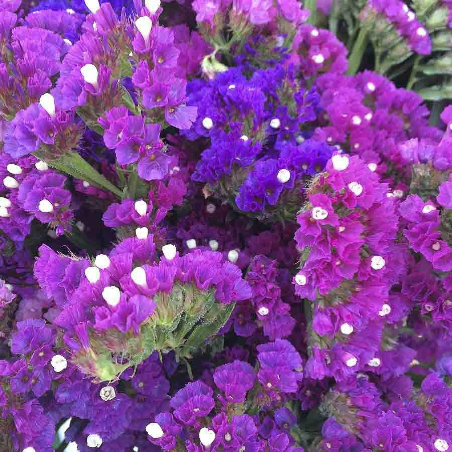 Limonium Pacific Mix (Statice) – Sunantha Organic Farms